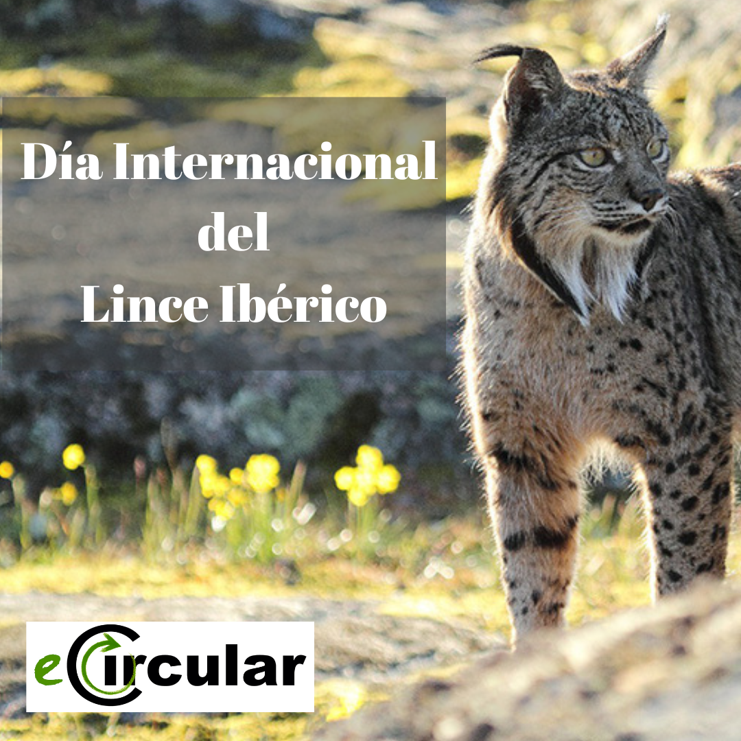 Día Internacional del Lince Ibérico – Circular Engineering SL